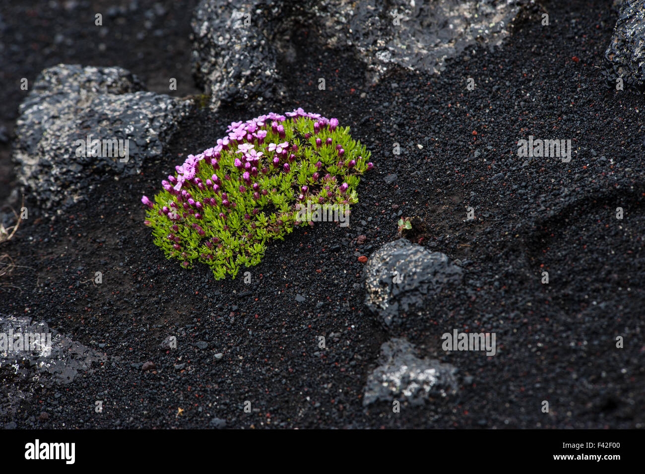 Lava Field Flower High Resolution Stock Photography and Images - Alamy