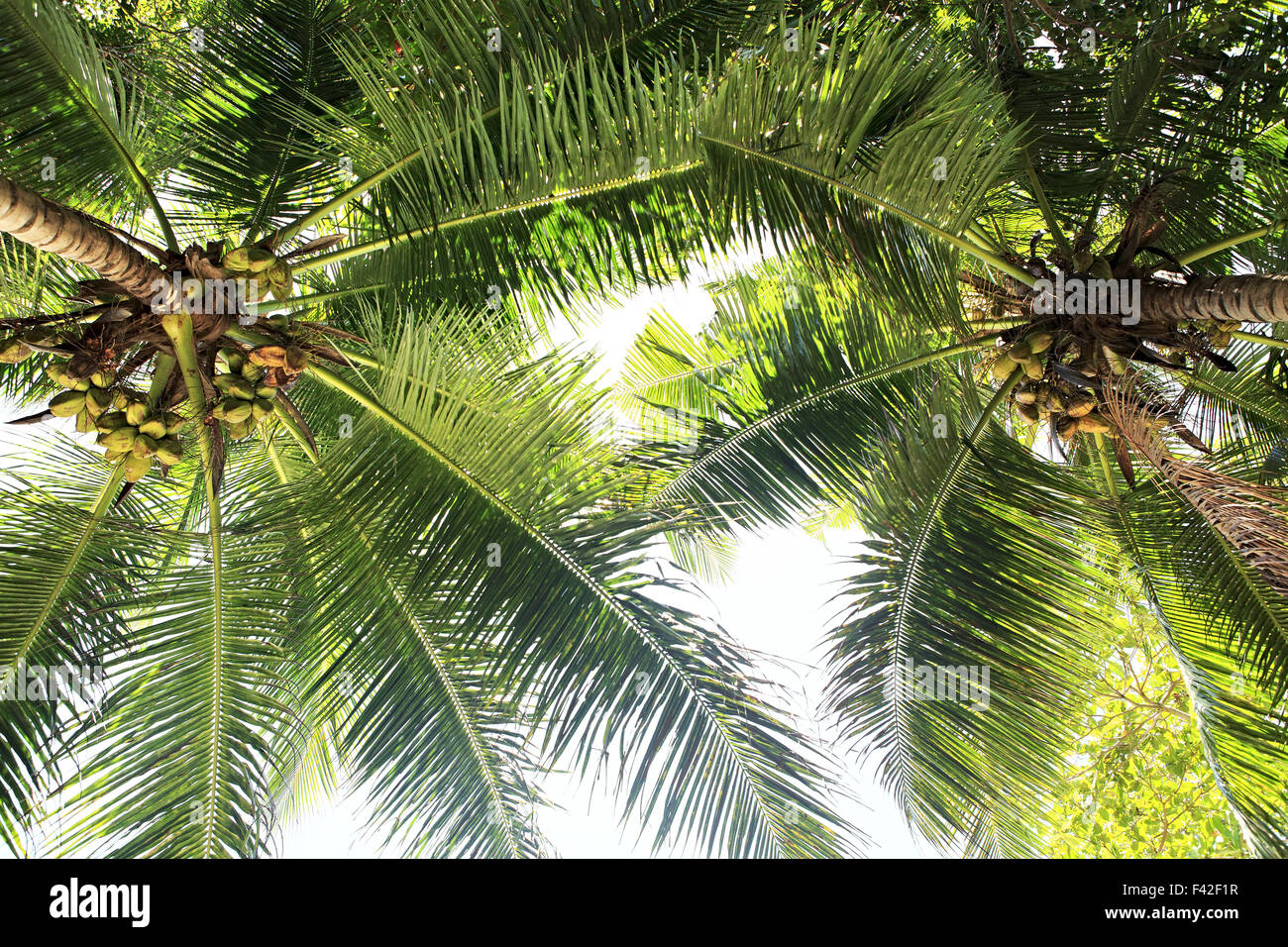 Coconut tree with fruit Stock Photo - Alamy