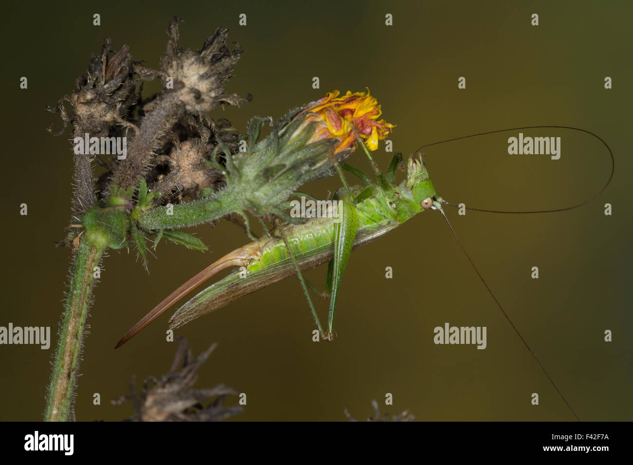 Long-winged conehead, female, Langflüglige Schwertschrecke, Weib ...