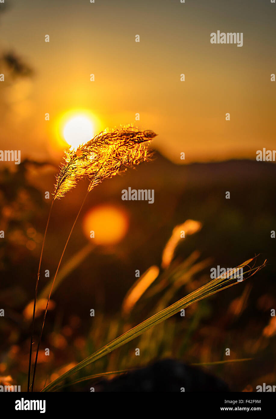 Weeds and sun sun hi-res stock photography and images - Alamy