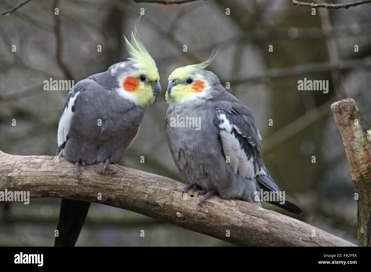 Cockatiels hi-res stock photography and images - Alamy