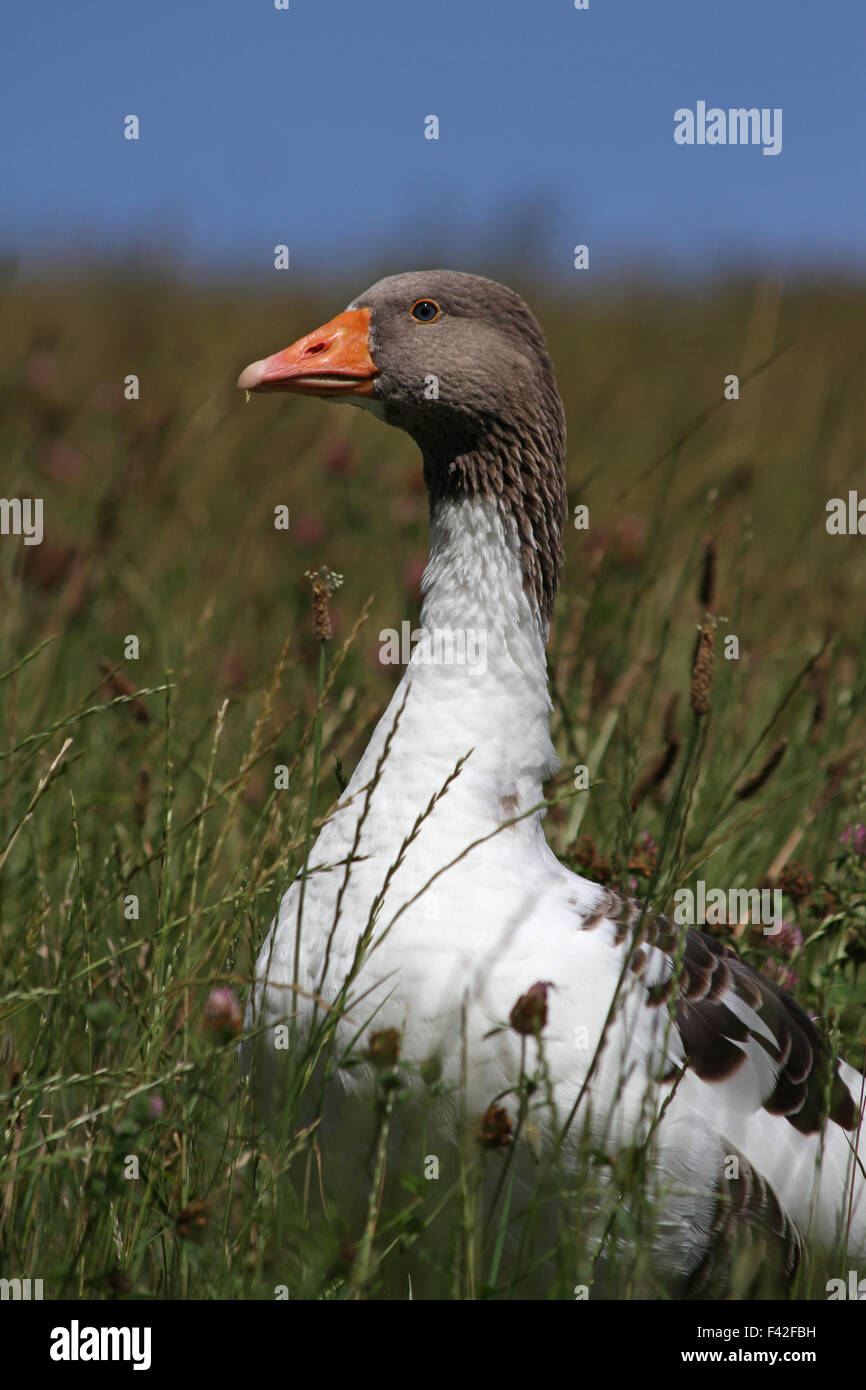 Ganserasse hi-res stock photography and images - Alamy
