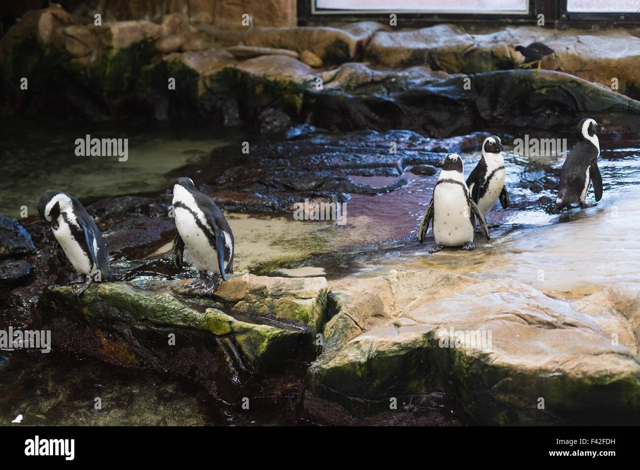 Penguins in their enclosure Stock Photo - Alamy