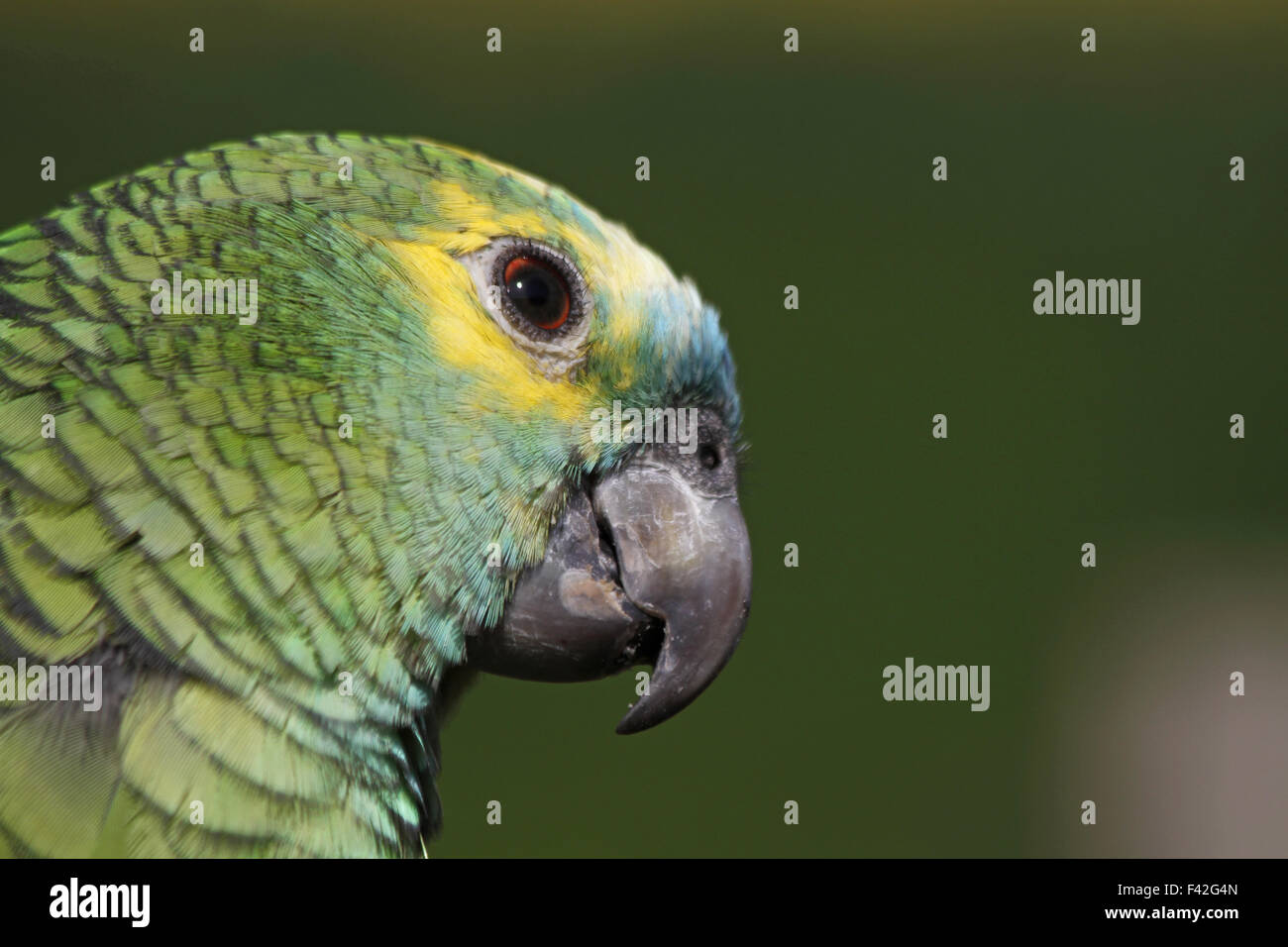 Blue fronted amazon hi-res stock photography and images - Alamy