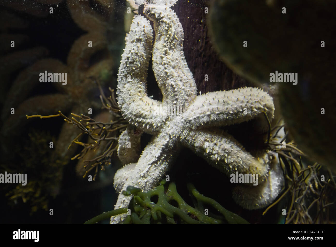Starfish swimming in fish tank Stock Photo - Alamy