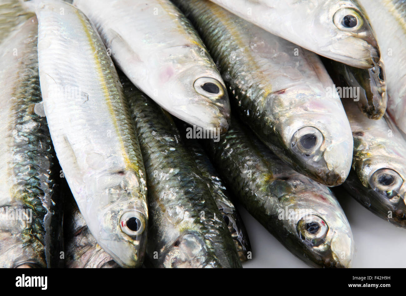 Sardines hi-res stock photography and images - Alamy