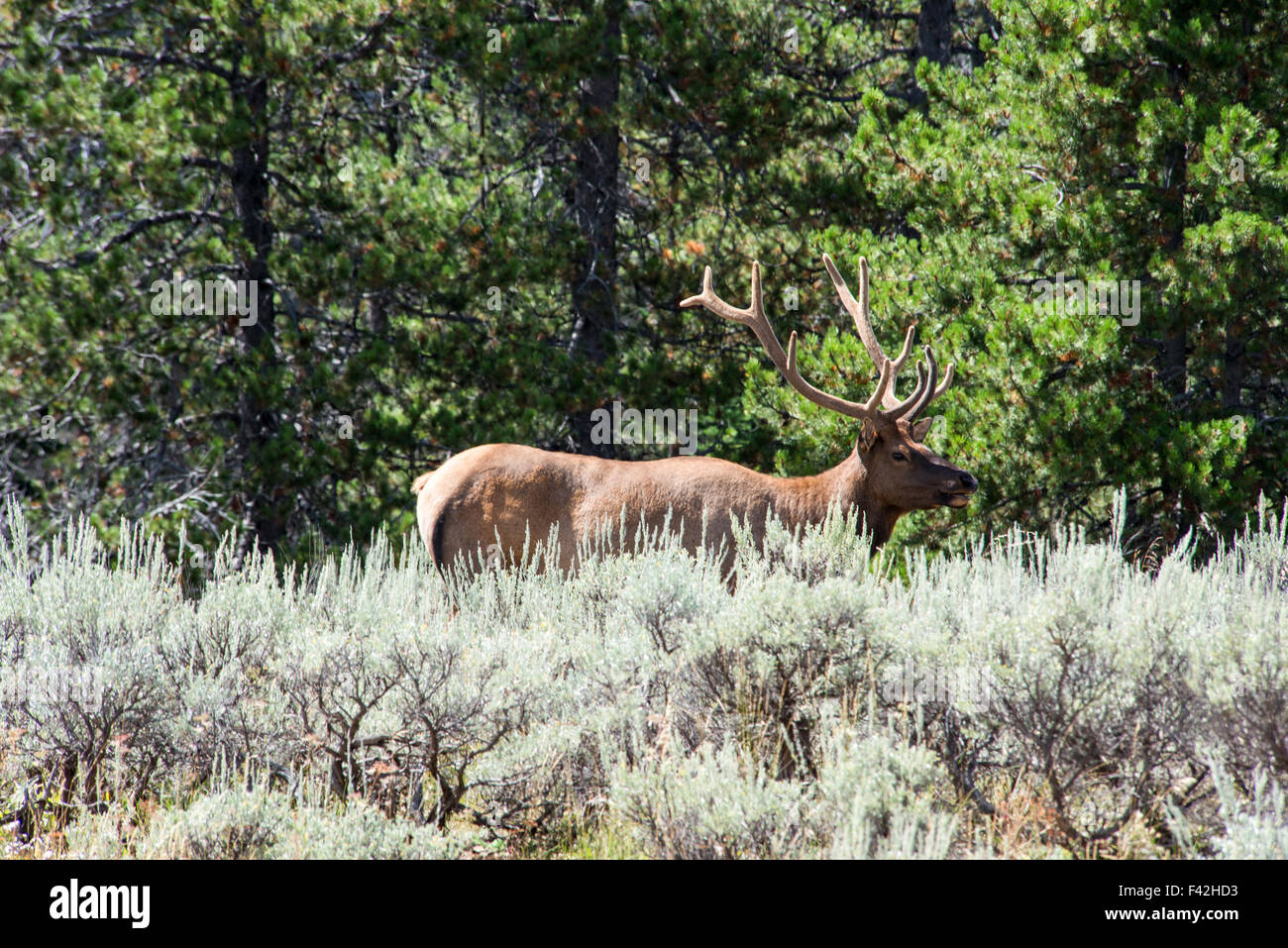 Elk in Grand Teton National Park Stock Photo - Alamy