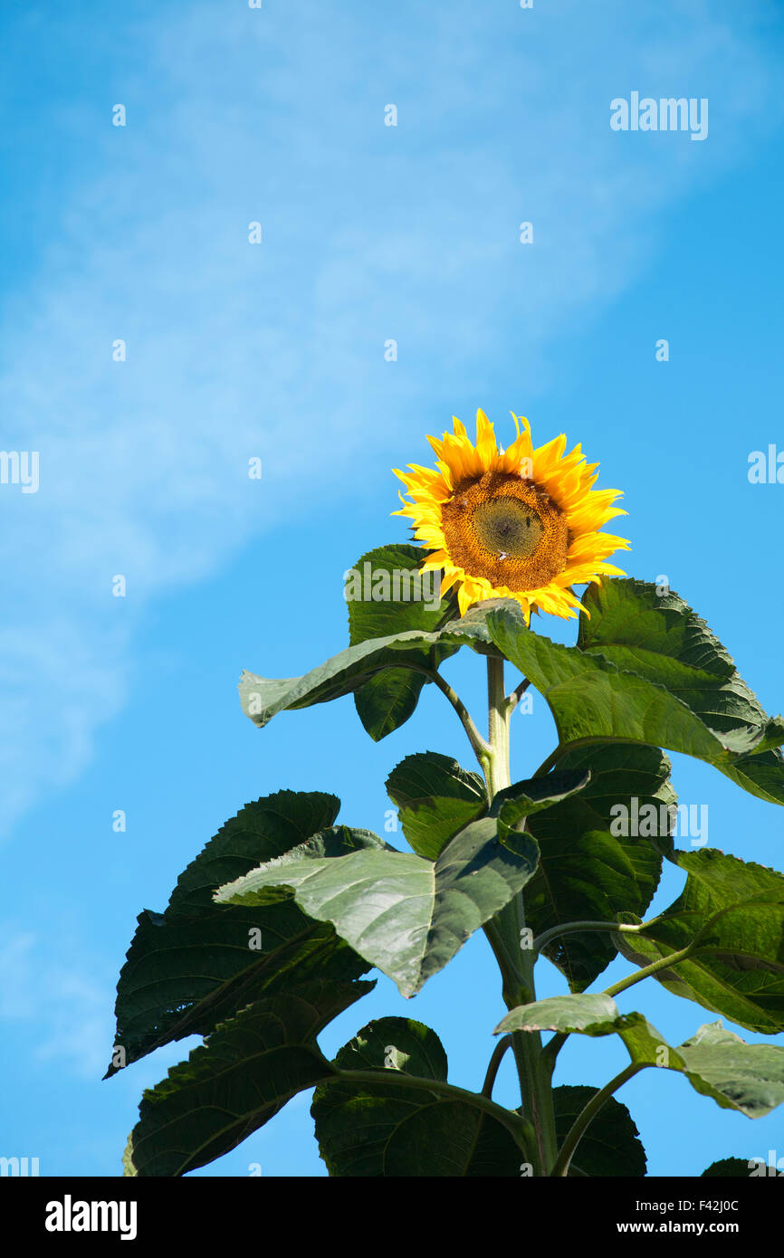 Tall Single Sunflower Stock Photo - Alamy