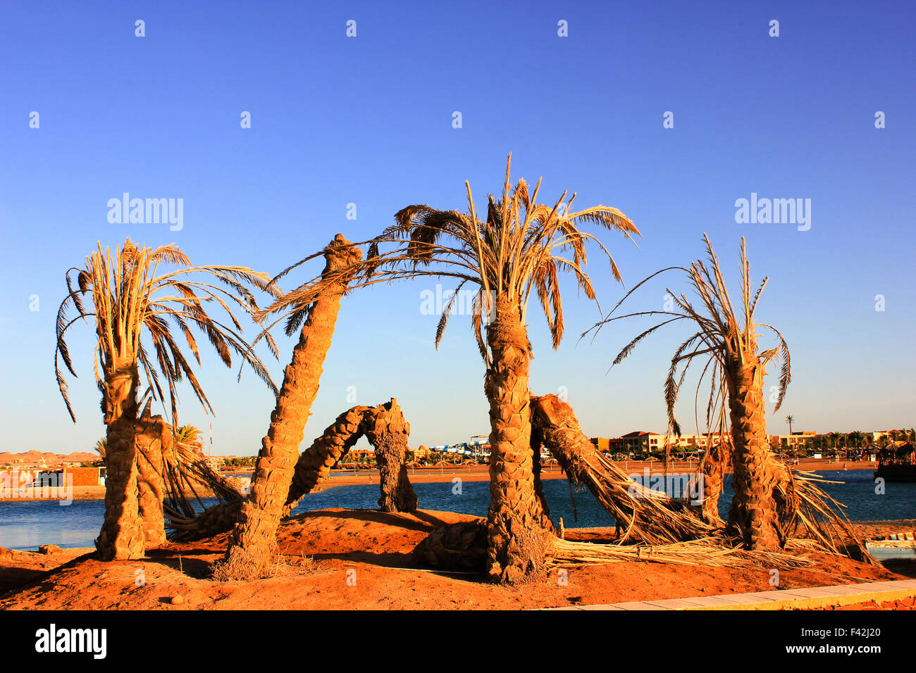 Old dead Palm Trees Stock Photo - Alamy
