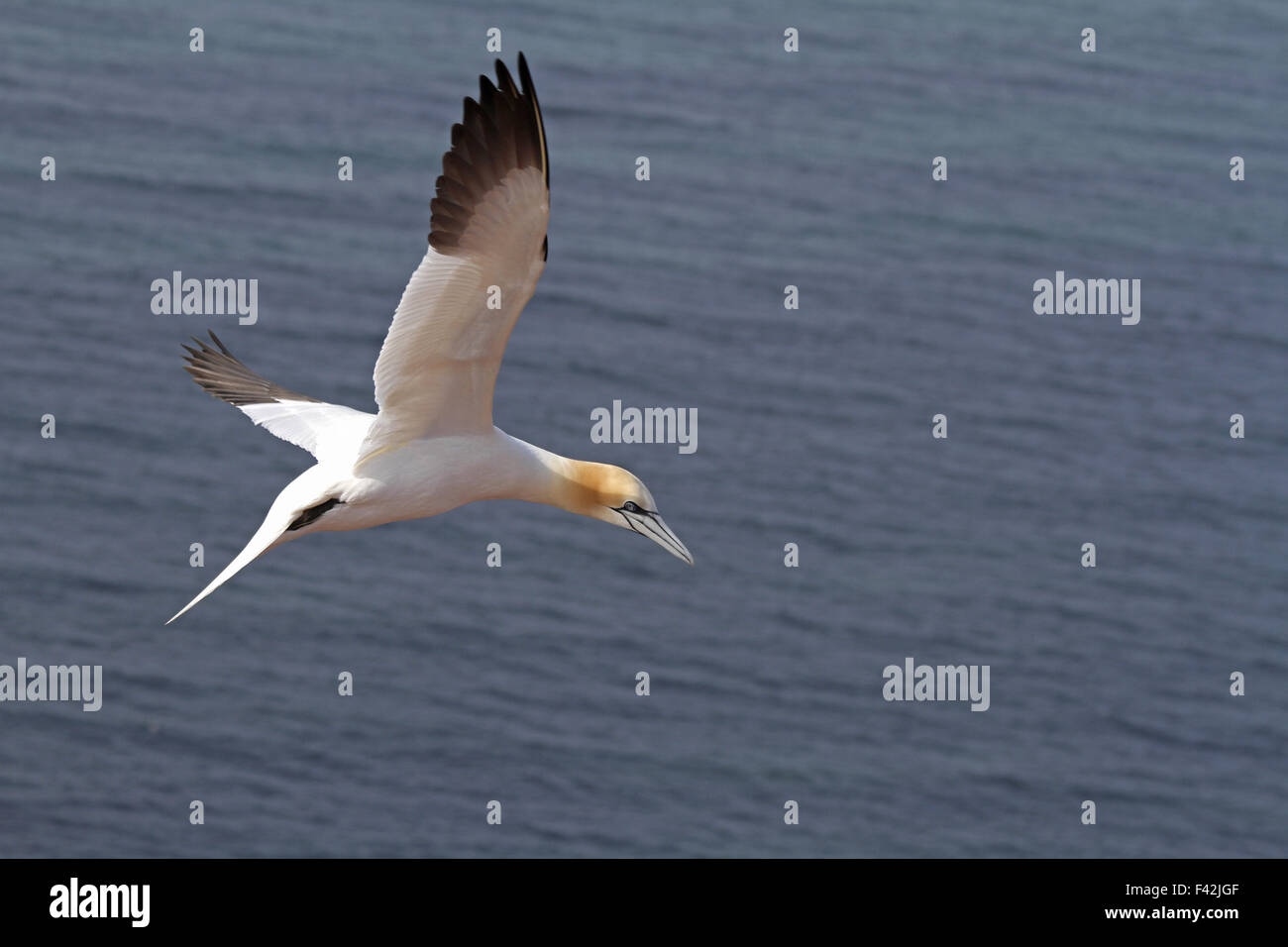 northern gannet flying Stock Photo - Alamy