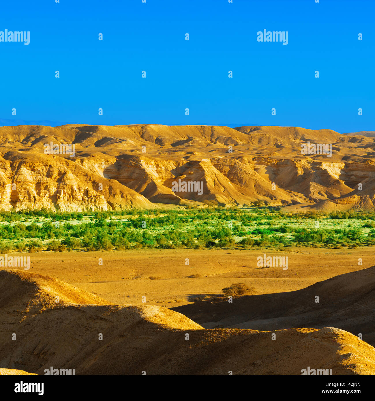 Desert plants rocks blue hi-res stock photography and images - Alamy
