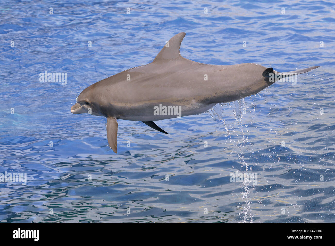 Dolphin jumping out of sea hi-res stock photography and images - Alamy