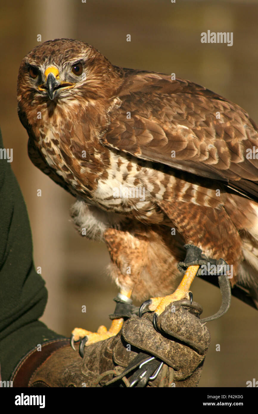 common buzzard in a falconry Stock Photo - Alamy