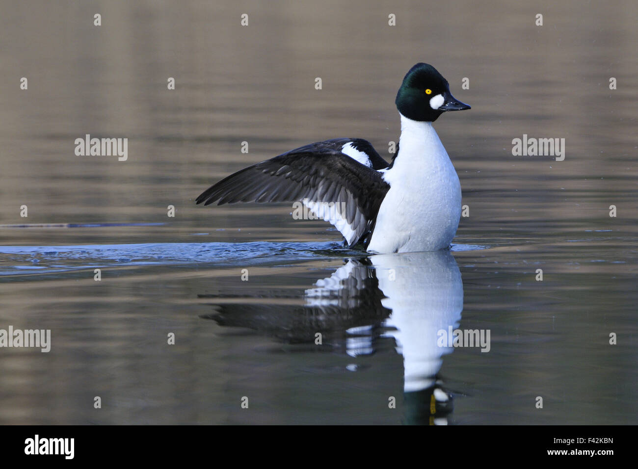 Common goldeneye hi-res stock photography and images - Alamy