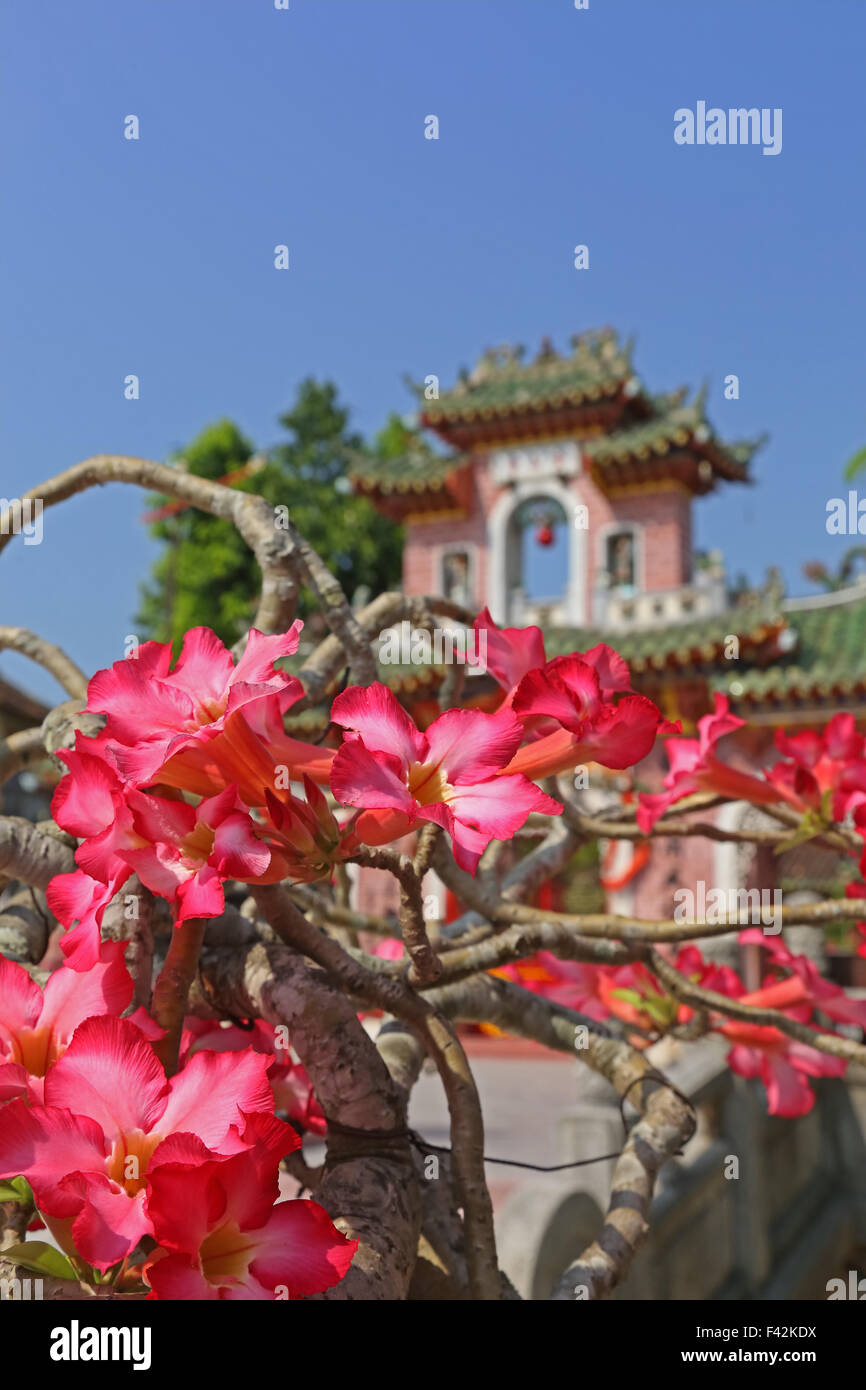 Chinese temple plants hi-res stock photography and images - Alamy