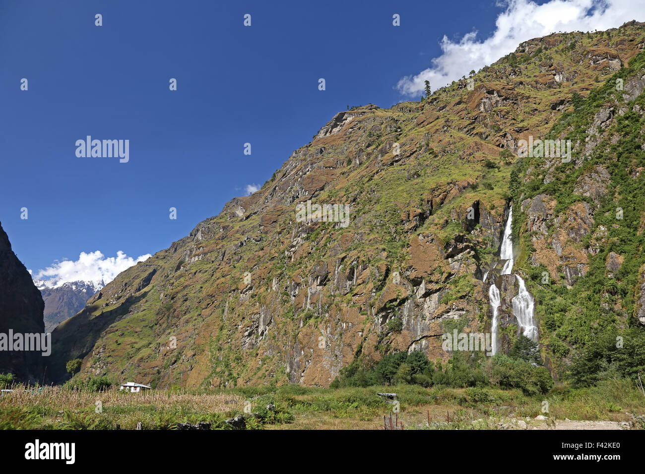 Himalayan rainforest hi-res stock photography and images - Alamy