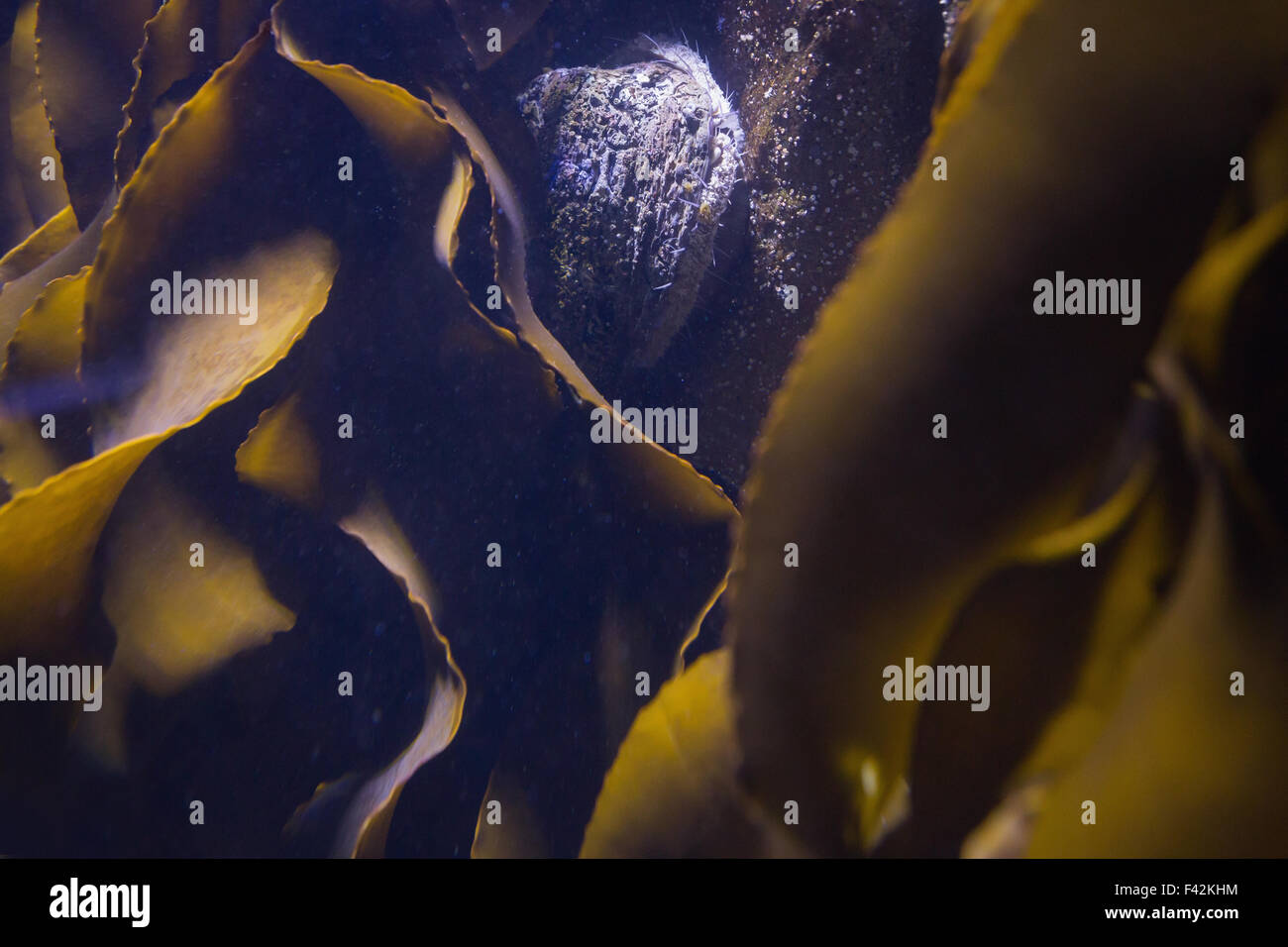 Seaweed in fish tank Stock Photo - Alamy