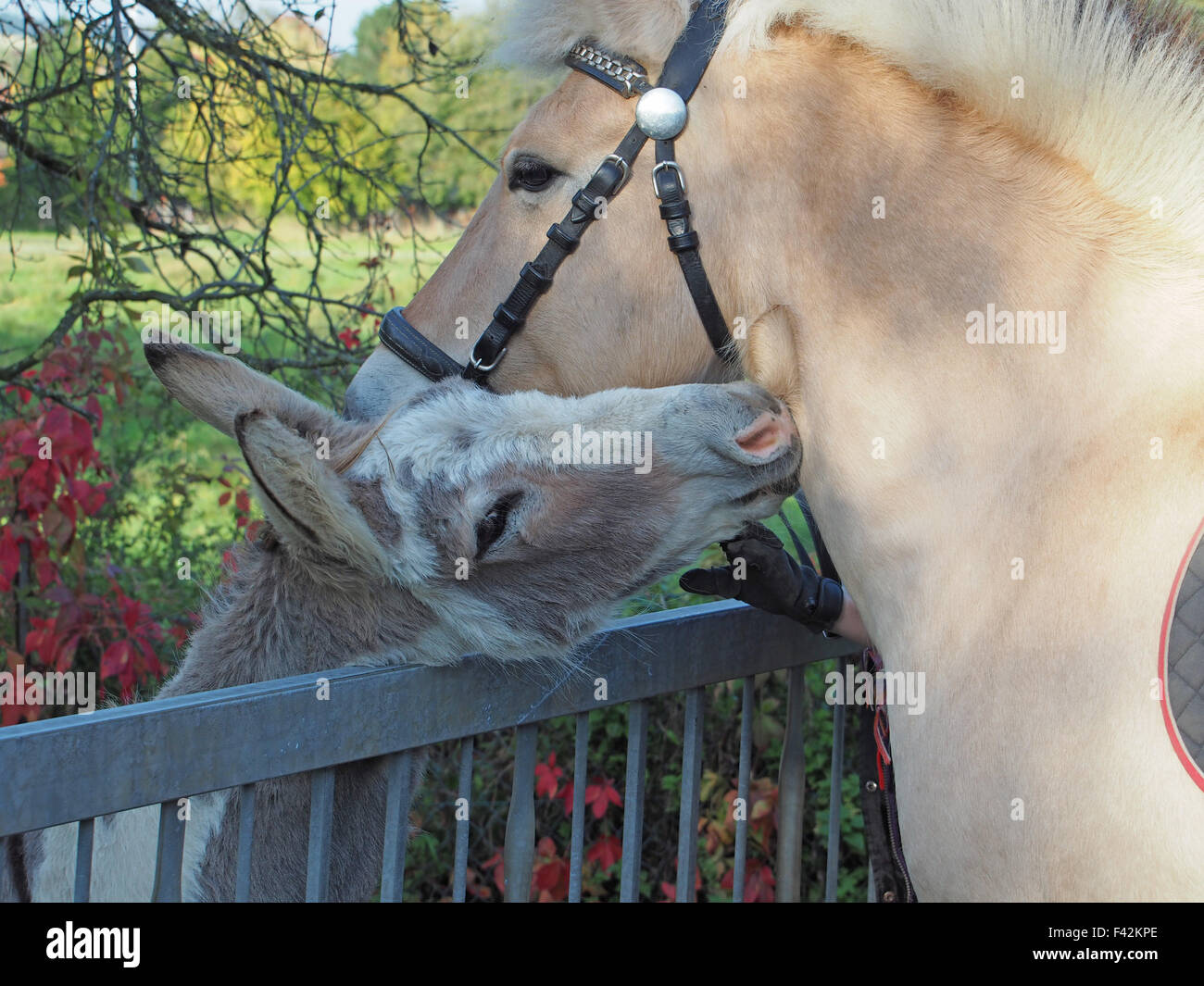 Friendship animal hi-res stock photography and images - Alamy