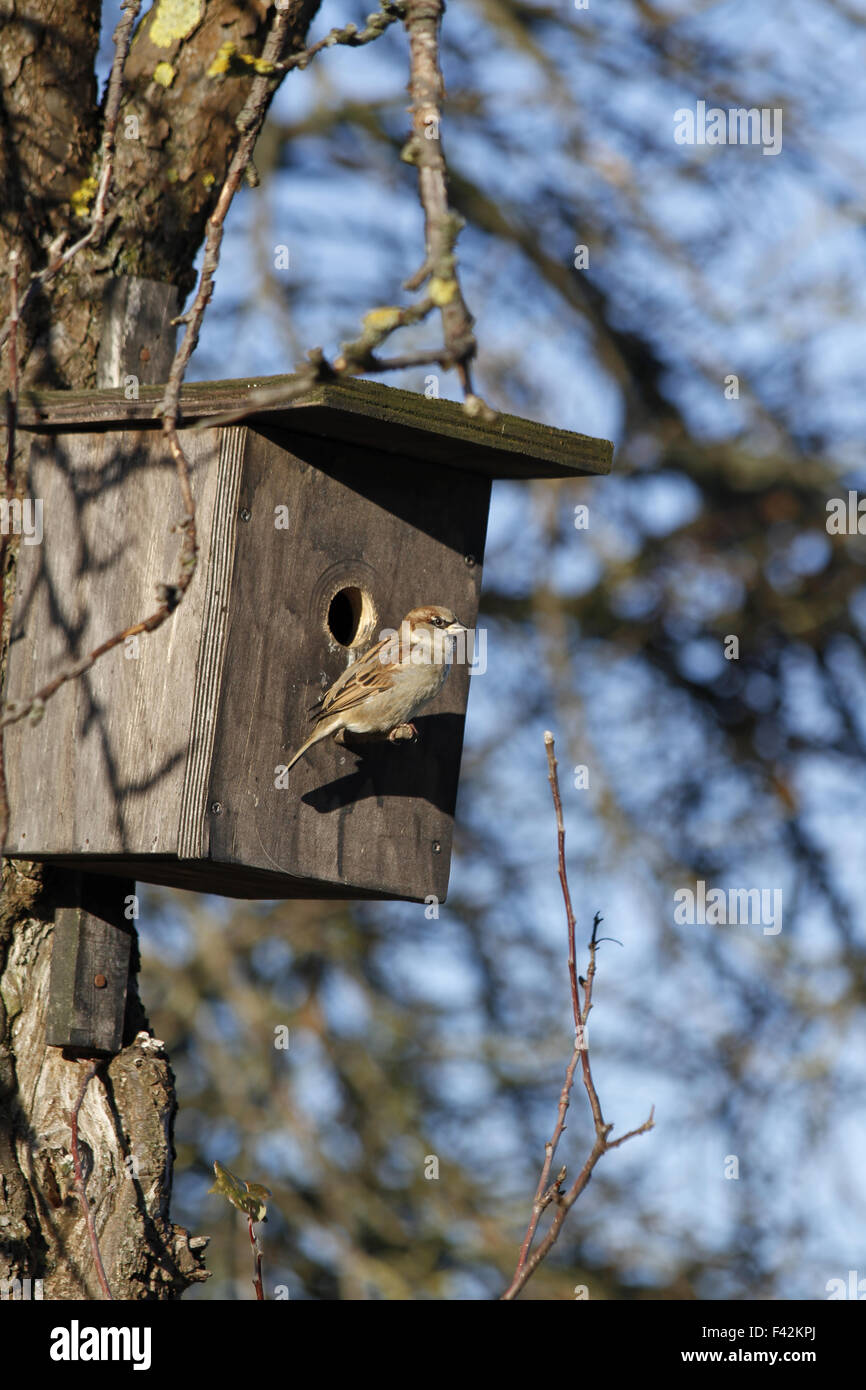 House Sparrow Nest Box