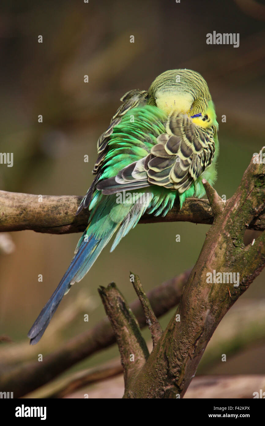 Budgie High Resolution Stock Photography and Images - Alamy