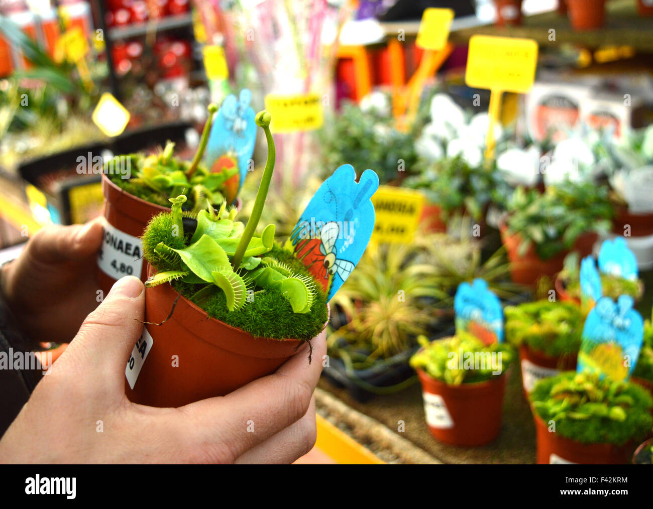 carnivorous venus fly traps Stock Photo - Alamy