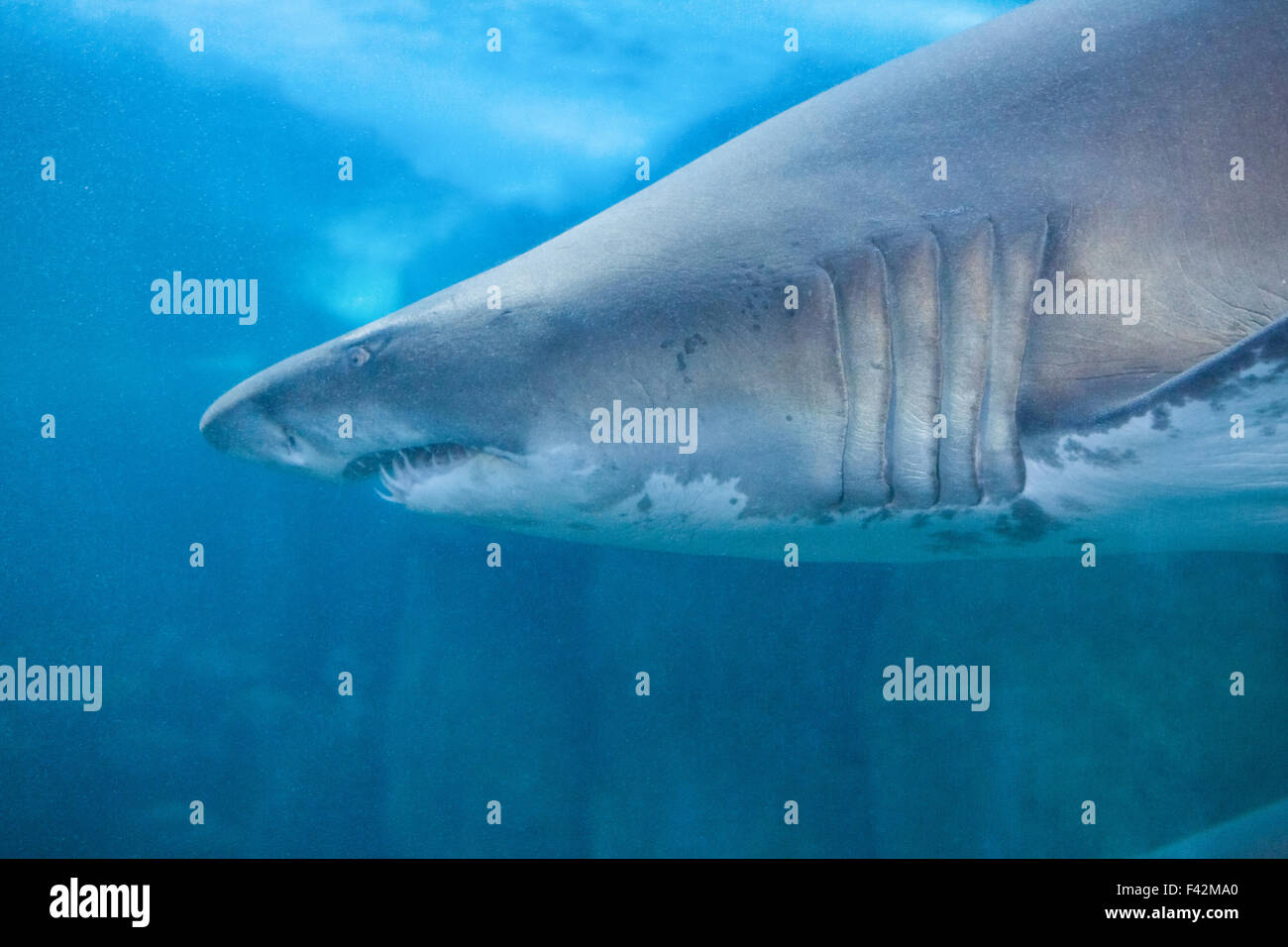Shark swimming in fish tank Stock Photo - Alamy