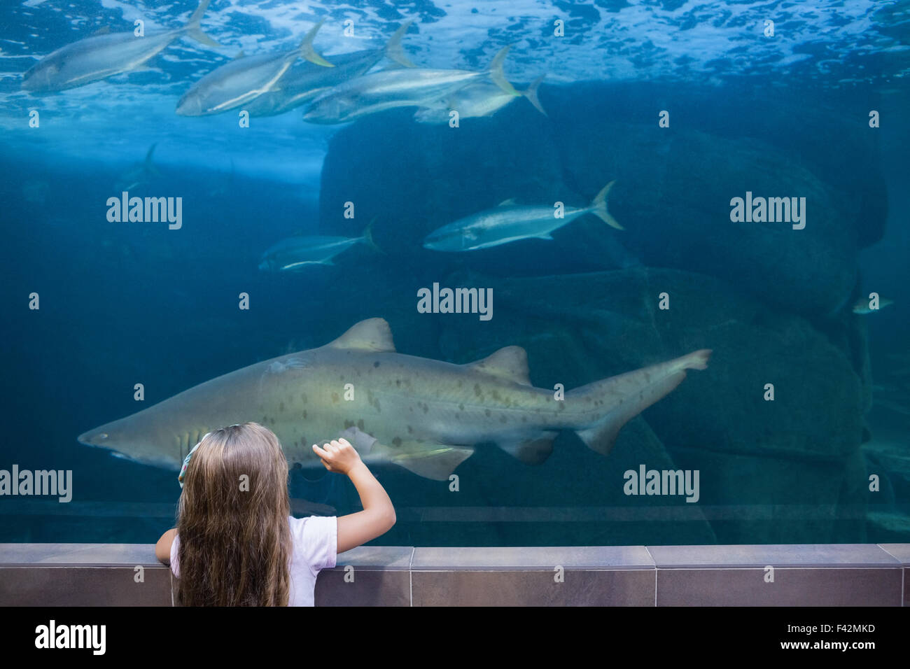Little girl looking at fish tank Stock Photo - Alamy