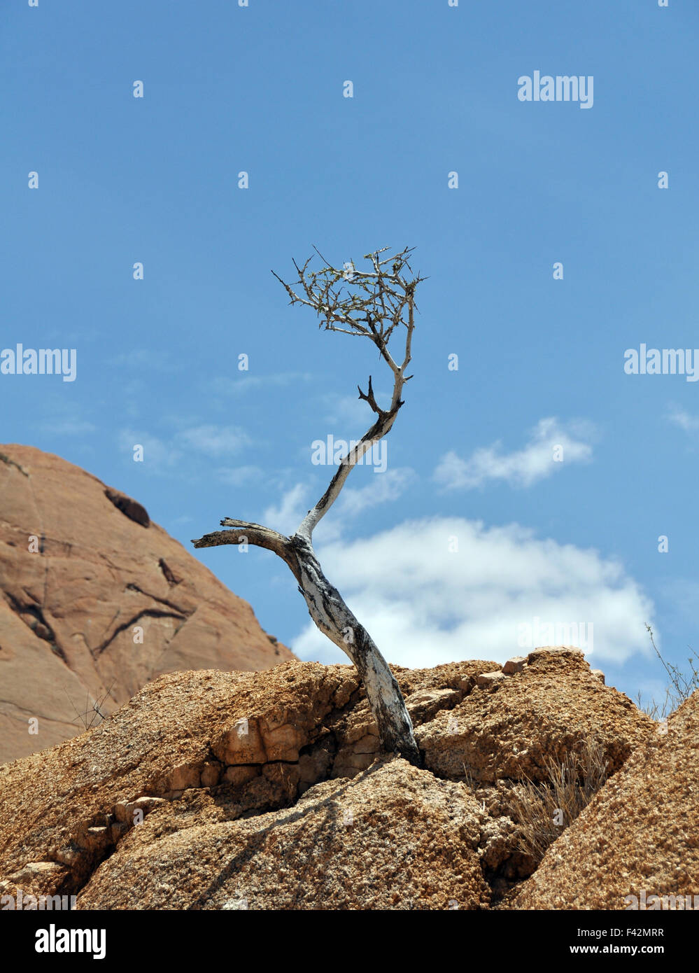 Plant in namib desert hi-res stock photography and images - Alamy