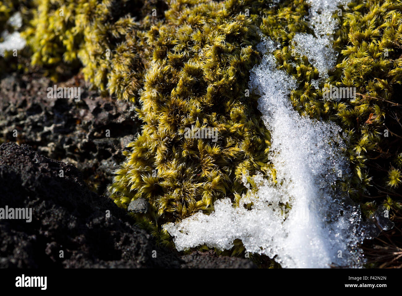 Closeup of fragile Icelandic moss in spring Stock Photo - Alamy