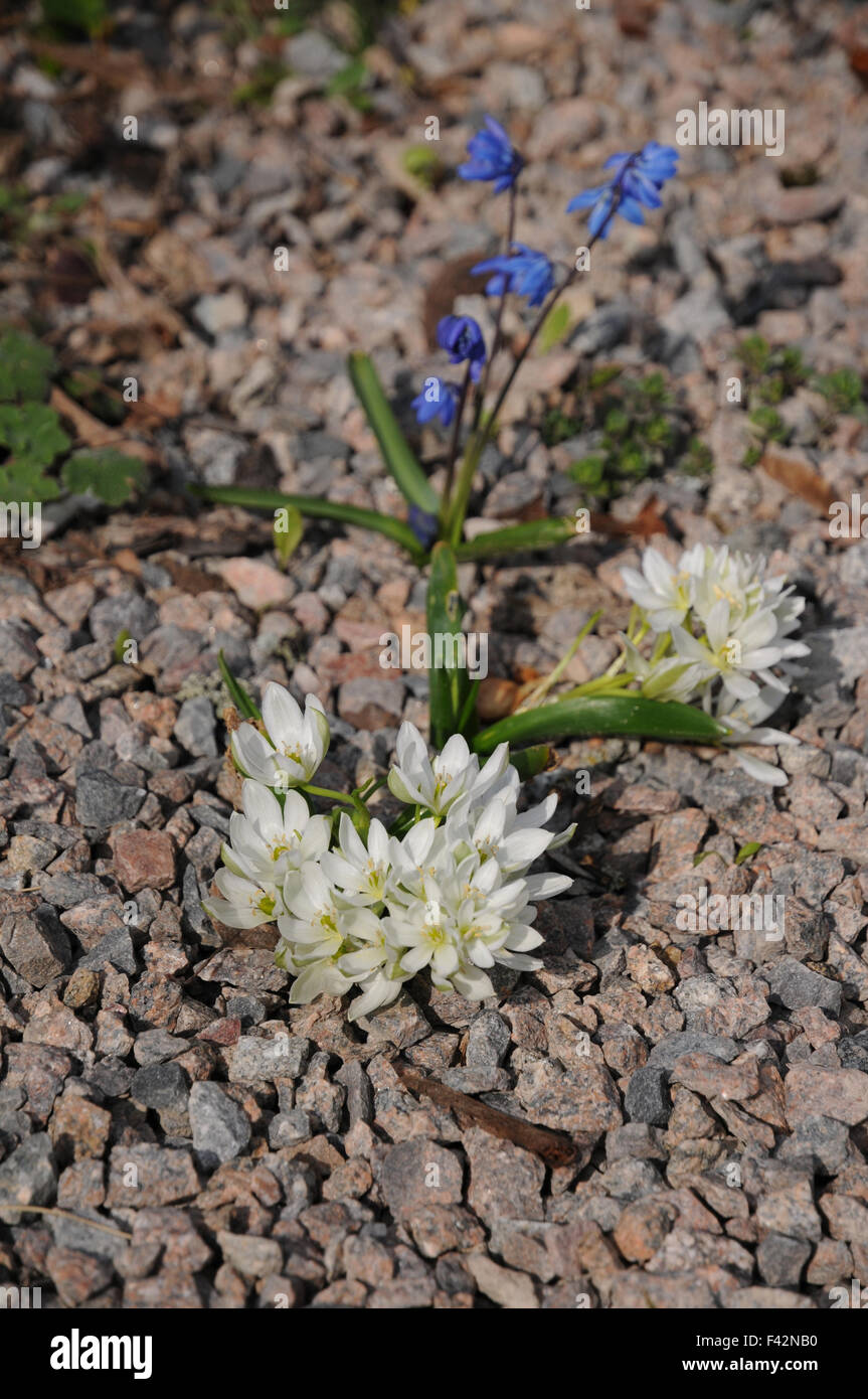 White alpine squill Stock Photo - Alamy