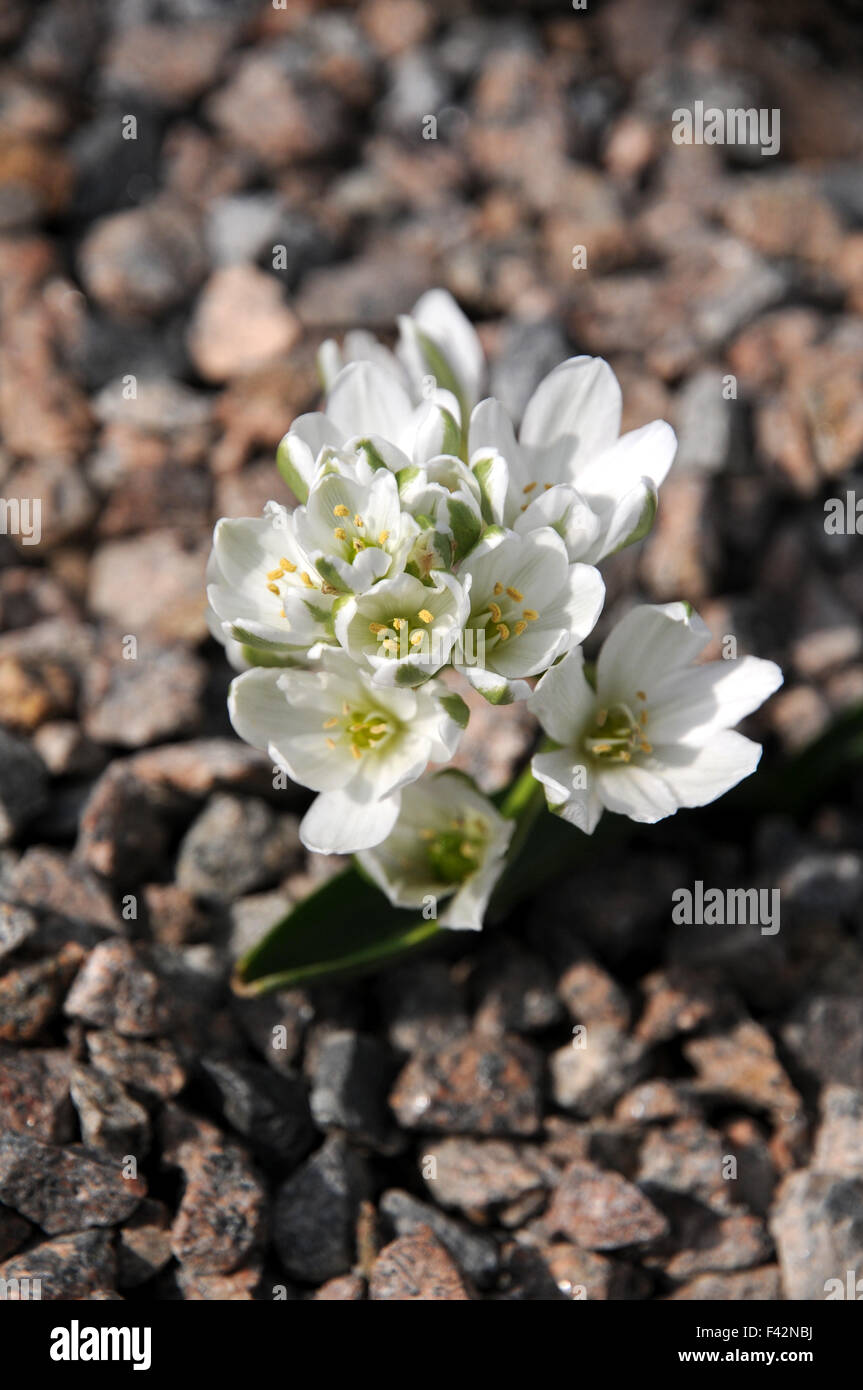 White alpine squill Stock Photo - Alamy