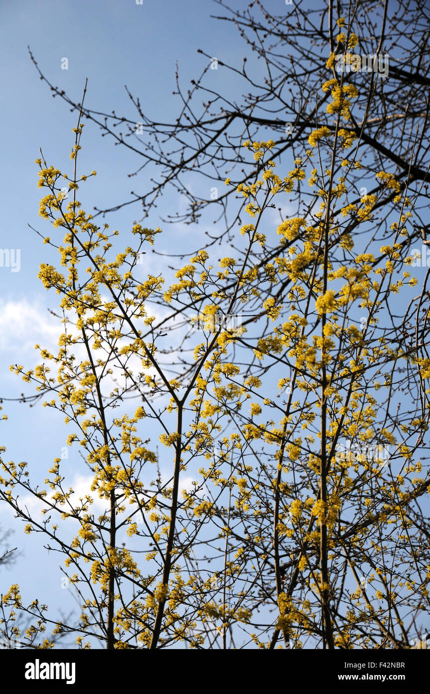 Kornelkirschen flowers hi-res stock photography and images - Alamy