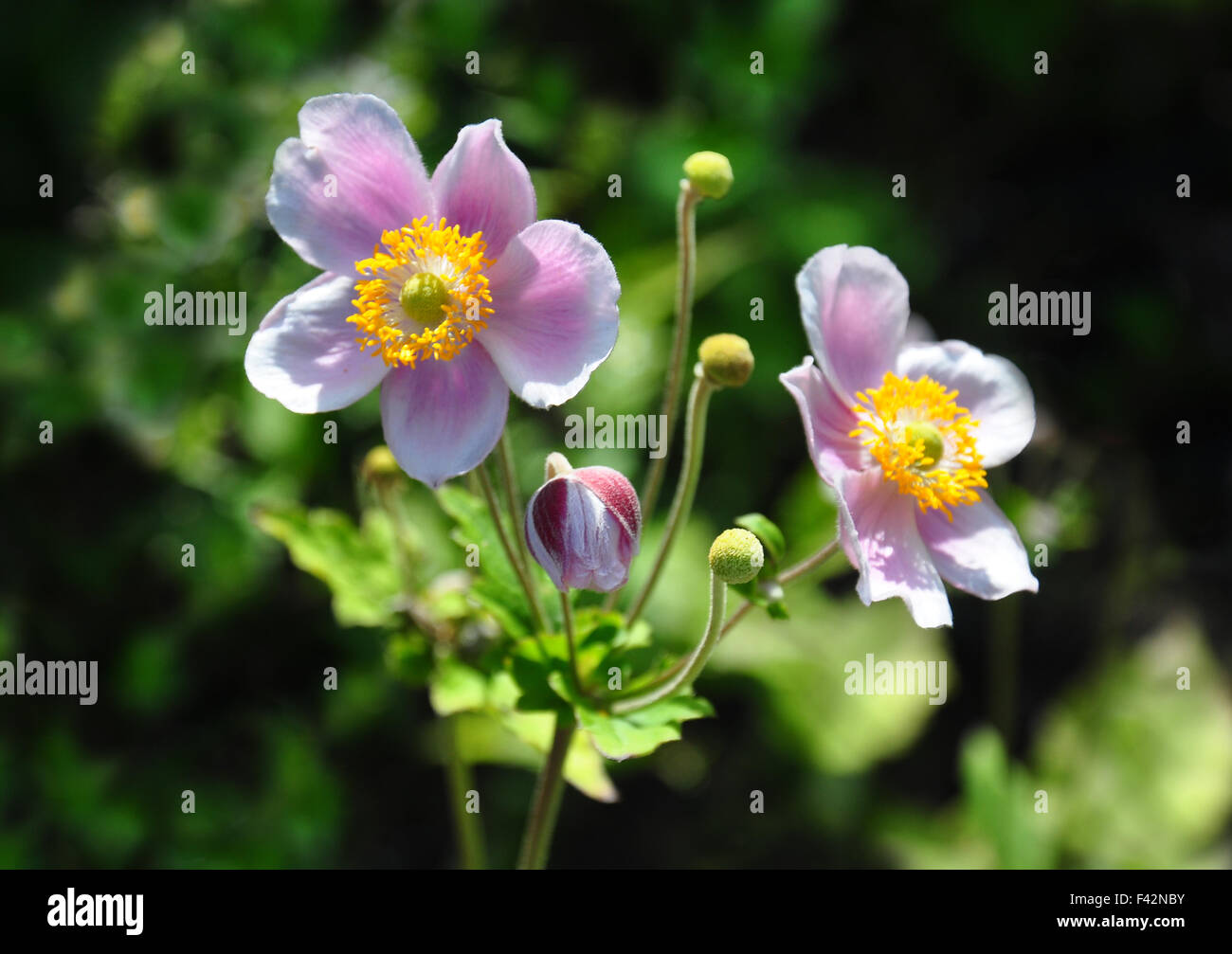 Japanese anemone (Anemone hupehensis Stock Photo - Alamy