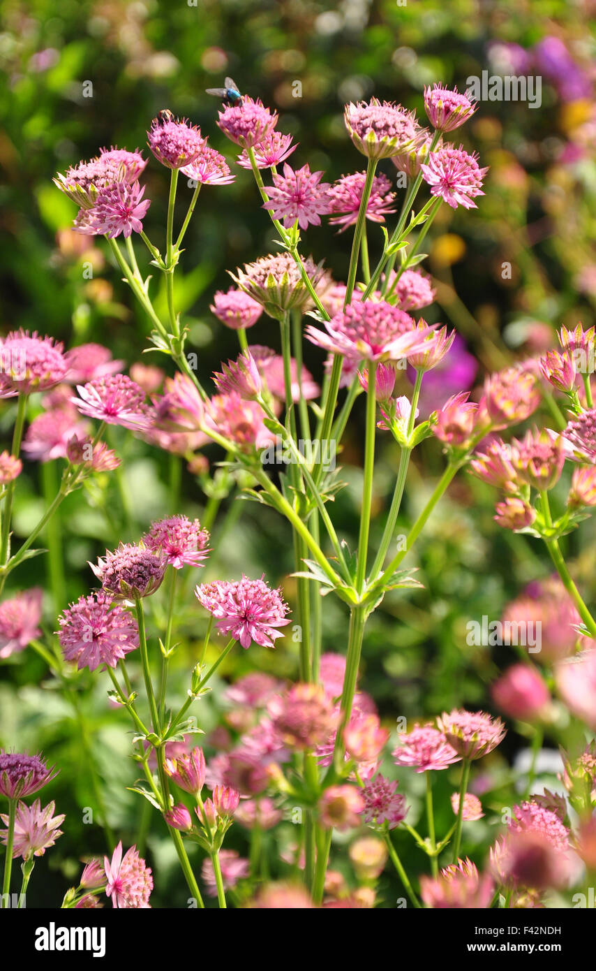 Masterwort (Astrantia major Stock Photo - Alamy