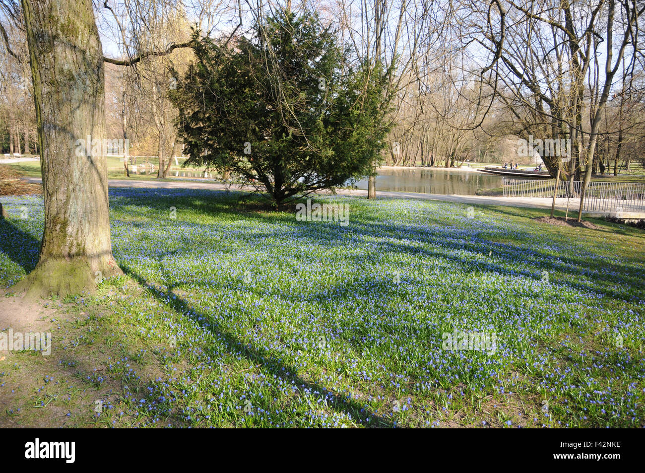 Siberian squil hi-res stock photography and images - Alamy