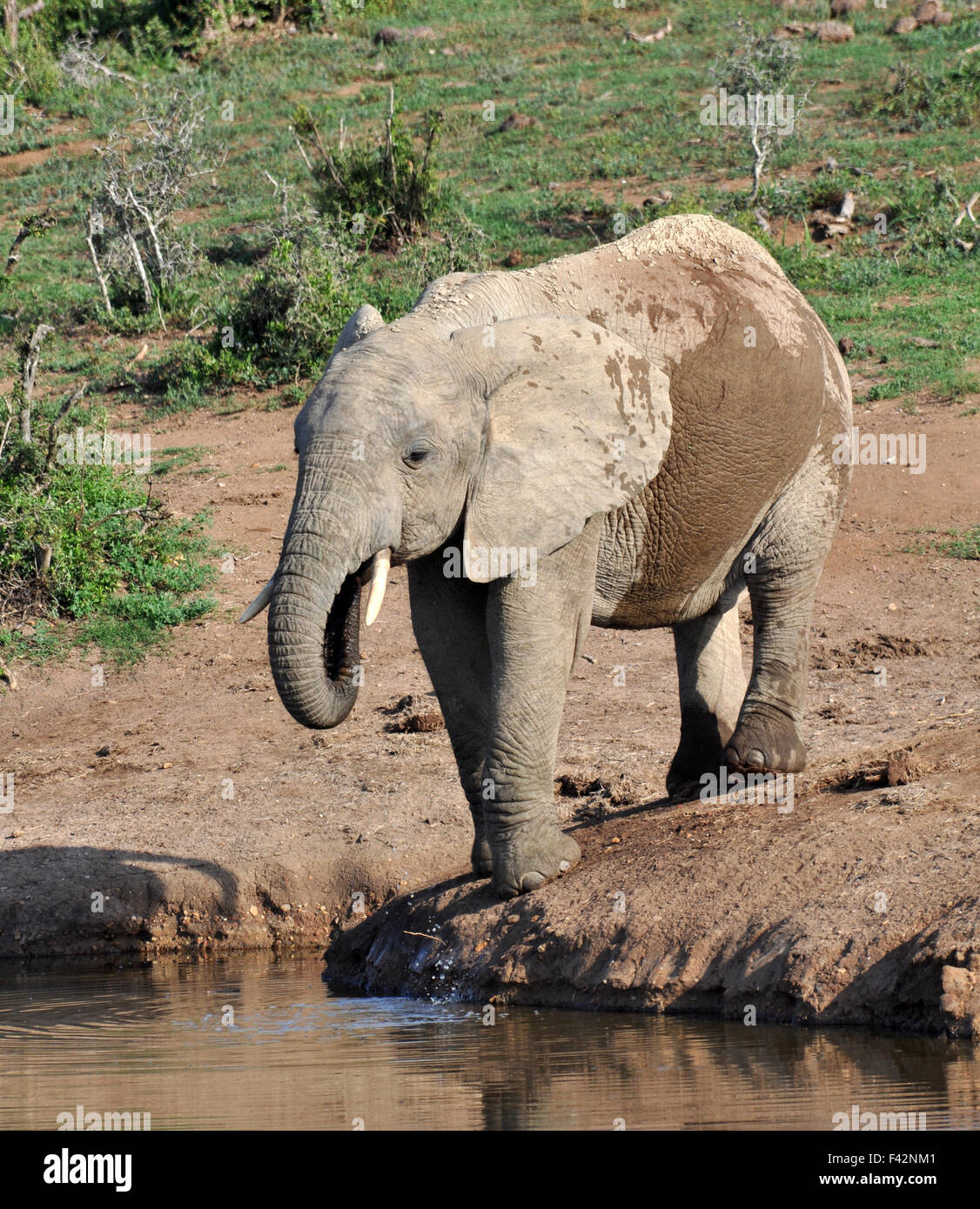 African Elephant in the Wild Stock Photo - Alamy