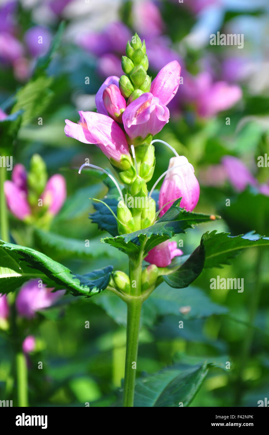 Red turtlehead (Chelone obliqua Stock Photo - Alamy