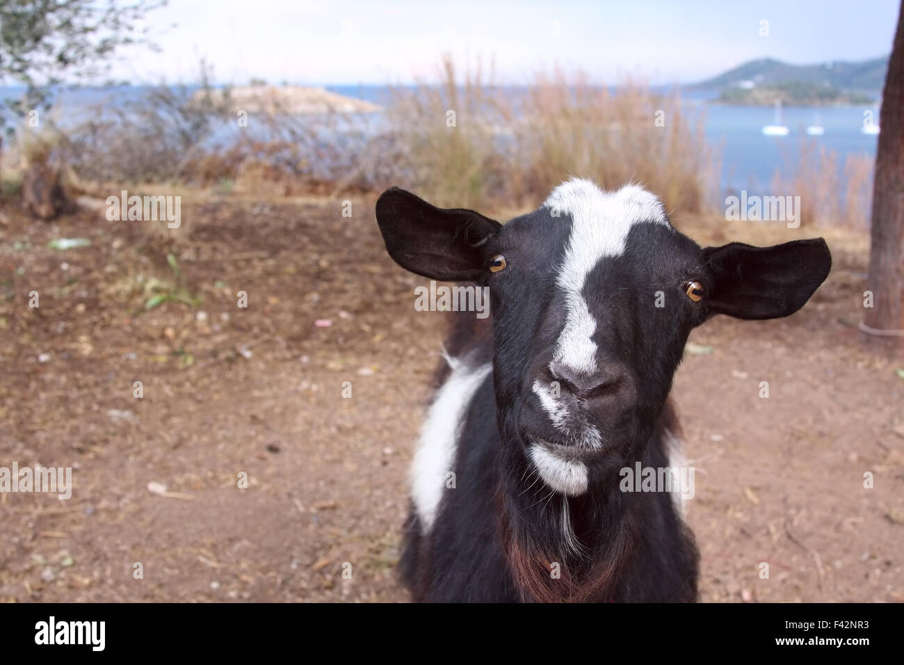 Moving goat hi-res stock photography and images - Alamy