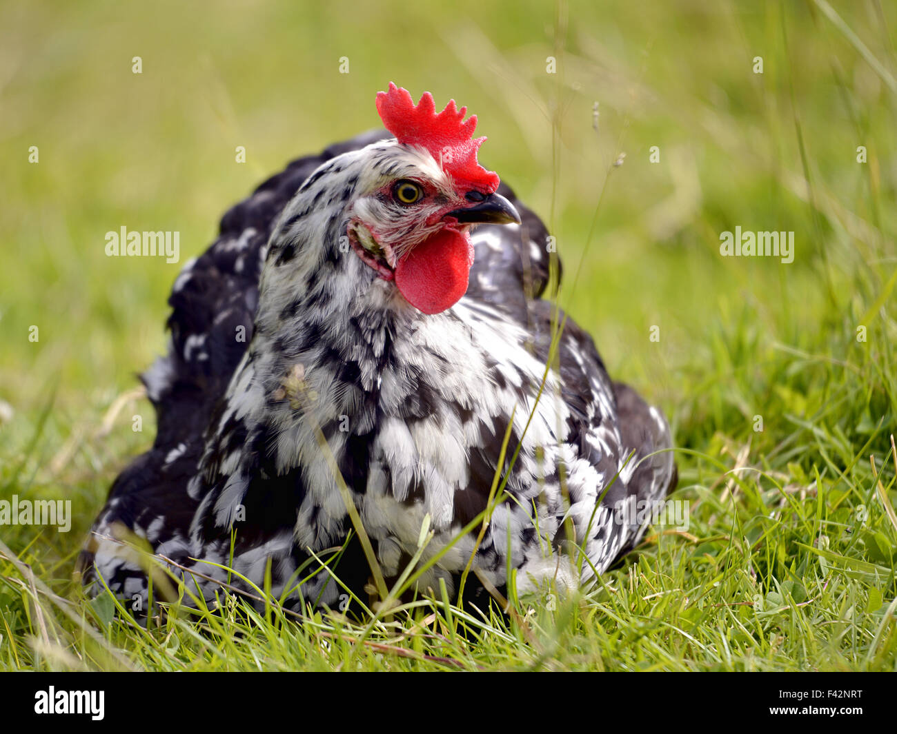 Prairie hen hi-res stock photography and images - Alamy
