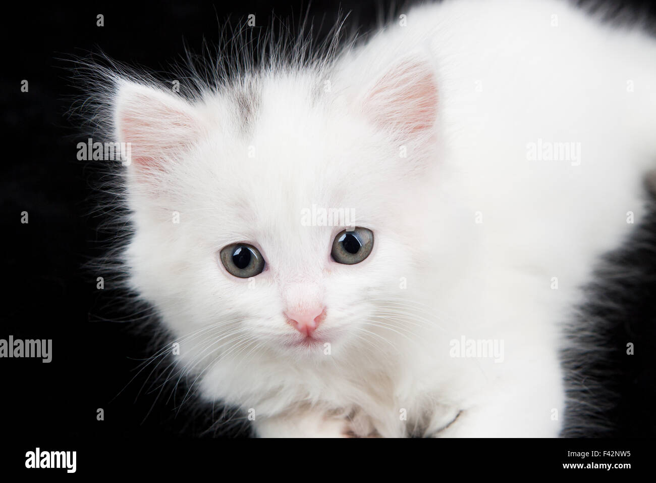 beautiful little white kitten Stock Photo - Alamy