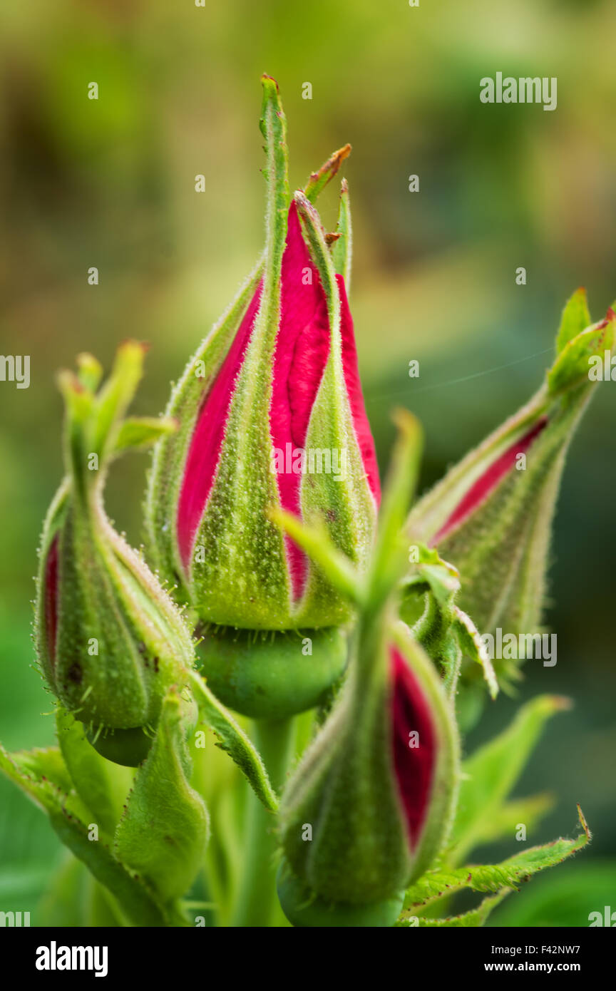 Rosebud in summertime Stock Photo - Alamy