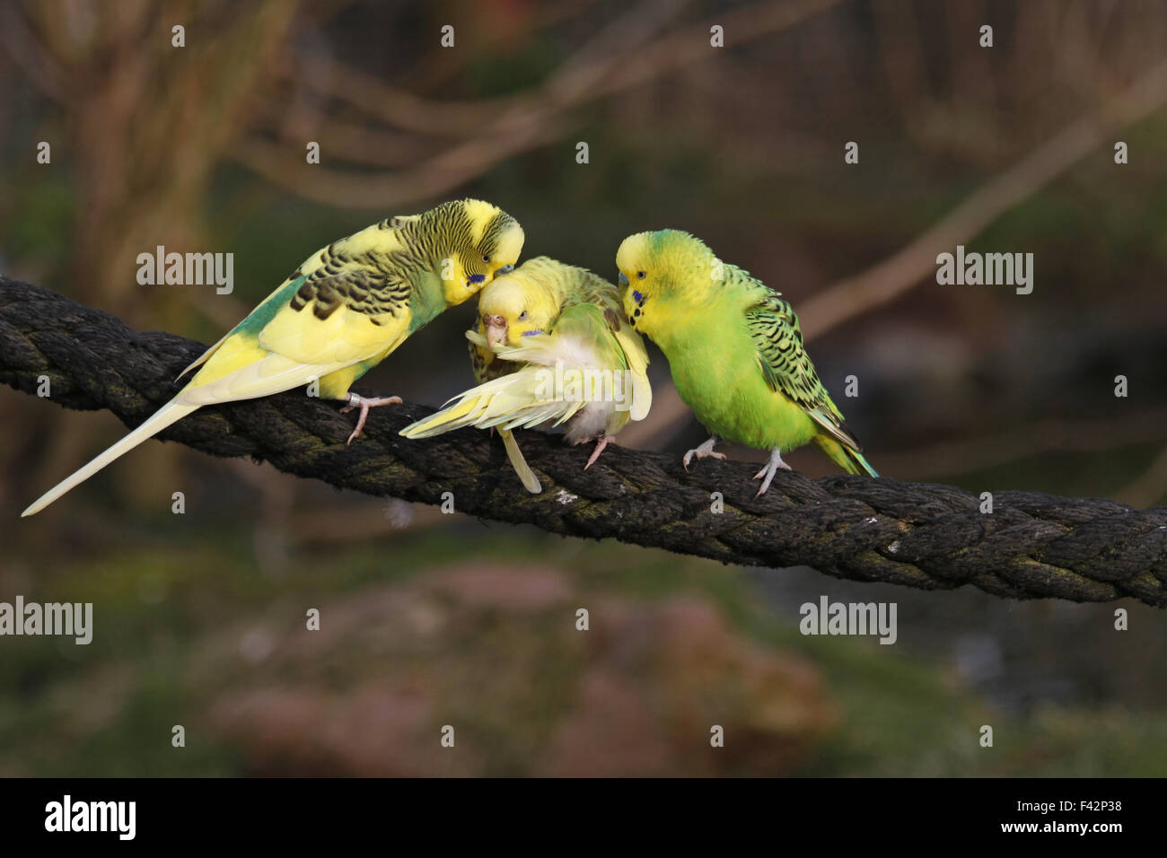 Bird budgies hi-res stock photography and images - Alamy