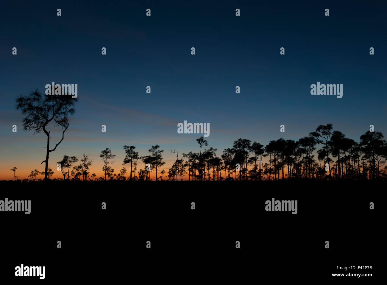 Everglades twilight scene hi-res stock photography and images - Alamy