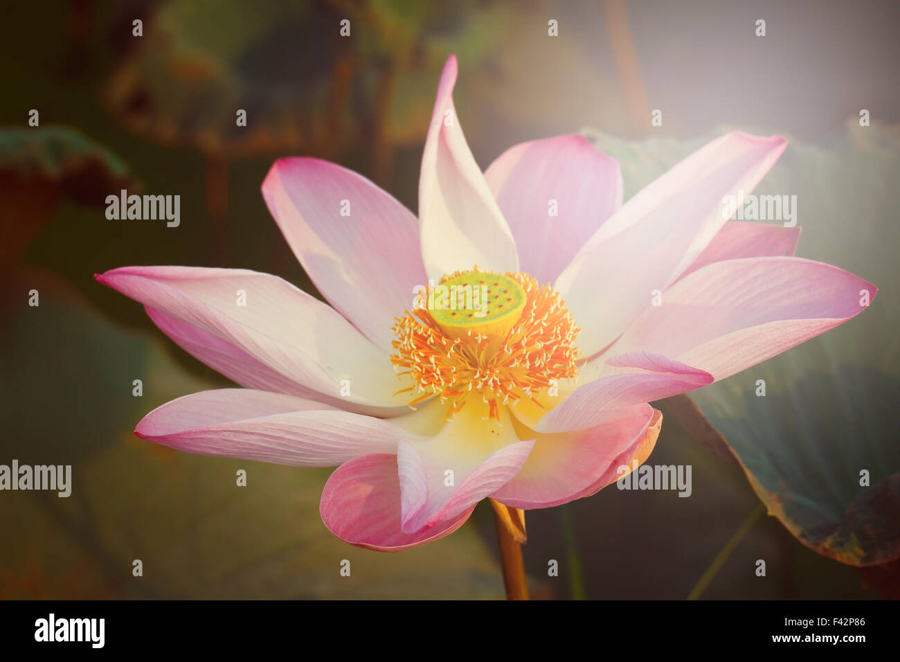 blooming lotus flower Stock Photo - Alamy