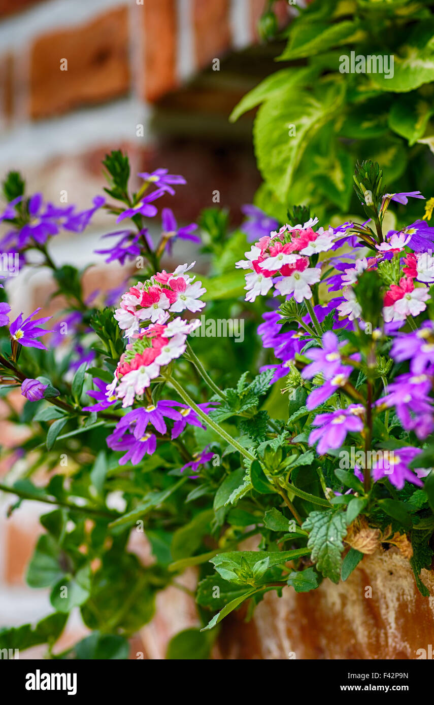 Decorative flowers at hi-res stock photography and images - Alamy