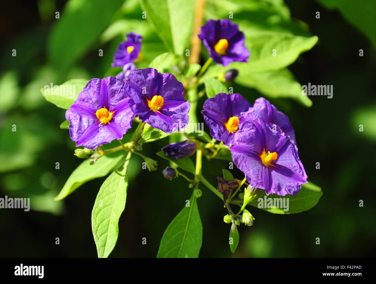 Blue potato bush (Lycianthes rantonnetii Stock Photo - Alamy
