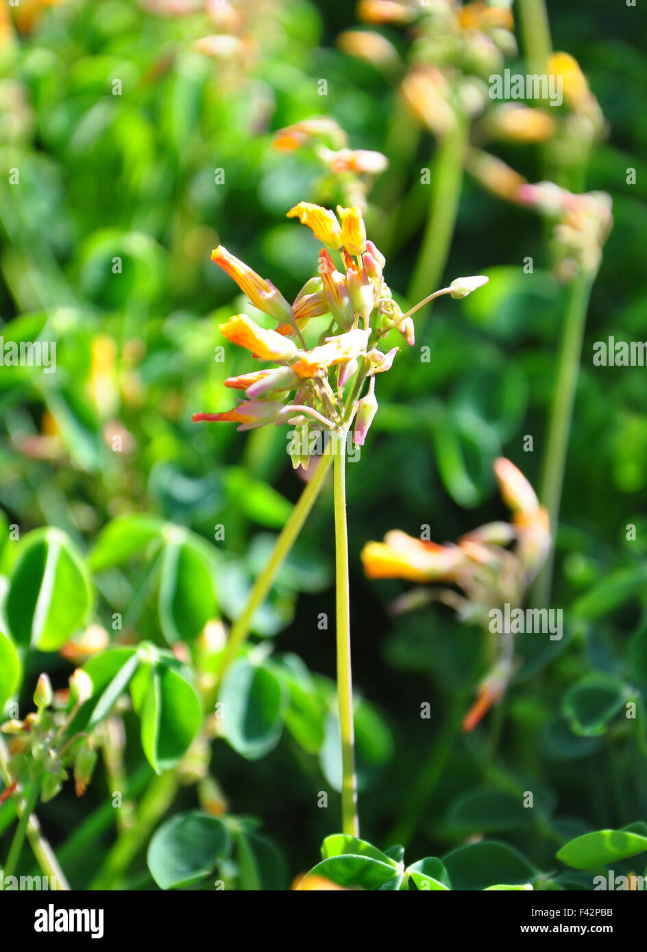Oca oxalis tuberosa hi-res stock photography and images - Alamy