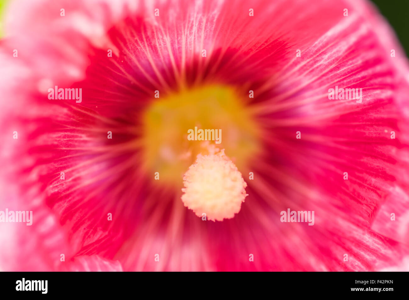 Blumen pink hi-res stock photography and images - Alamy