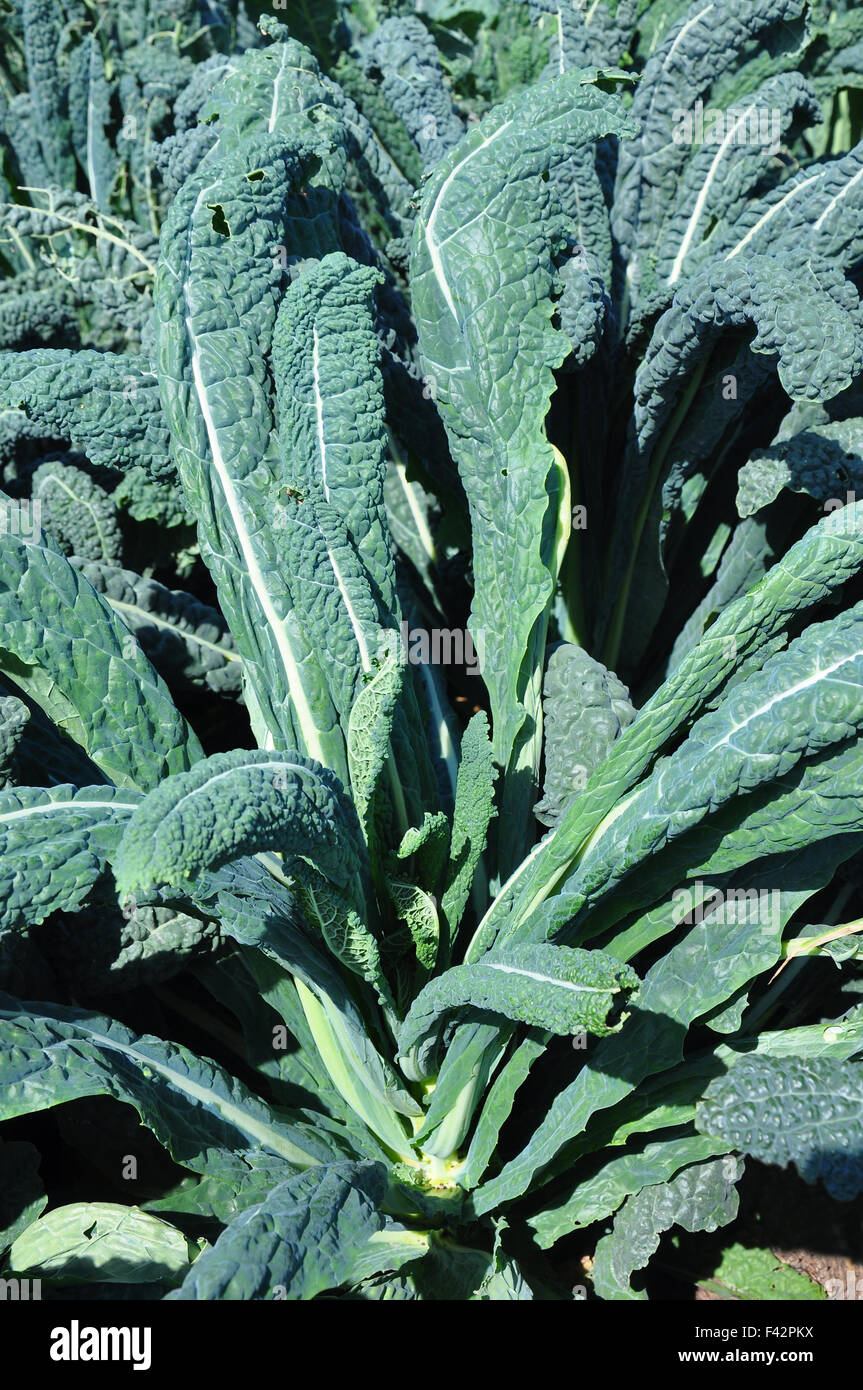 Lacinato kale hi-res stock photography and images - Alamy