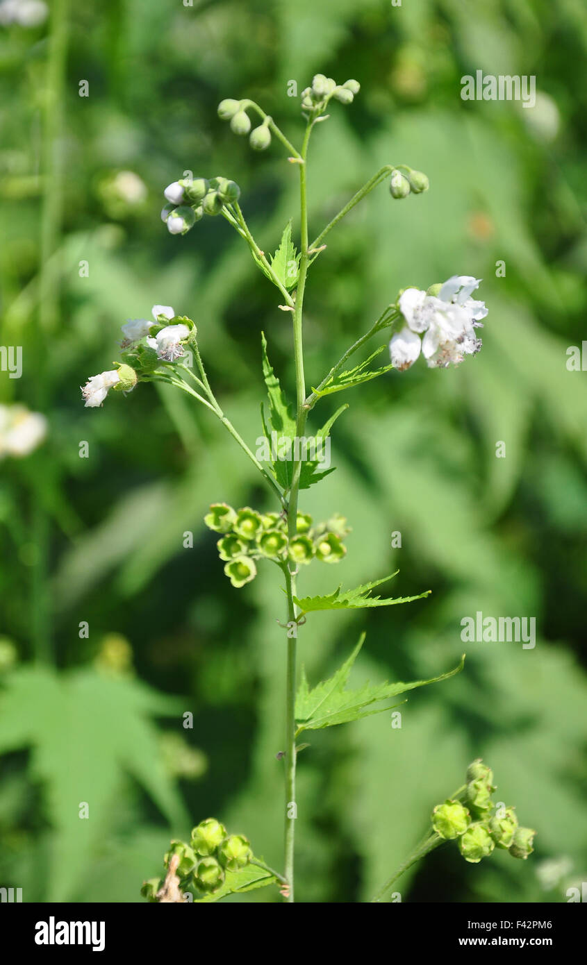 Virginia mallow (Sida hermaphrodita Stock Photo - Alamy